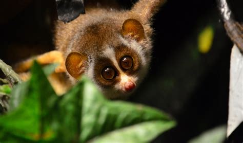 උනහපුලුවා 🦝🦝🐾🐾 ශ්‍රී ලංකාවේ උනහපුලුවන් විශේෂ දෙකක් දැකඟත හැකියි එනම් අළු Loris Lydekkerianus