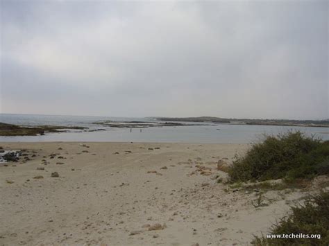 Searching For The Chilazon Techeiles Chabura