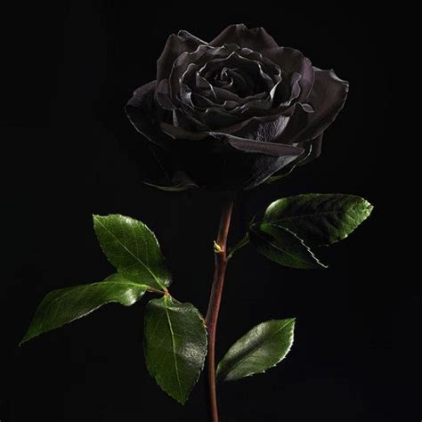 گالری عکس گل پژمرده و غمگین برای پروفایل بیا تو صفا