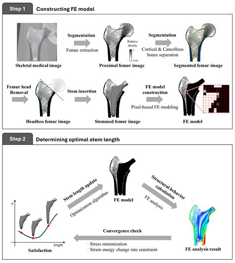 personalized stem length optimization in hip replacement a microscopic perspective on bone