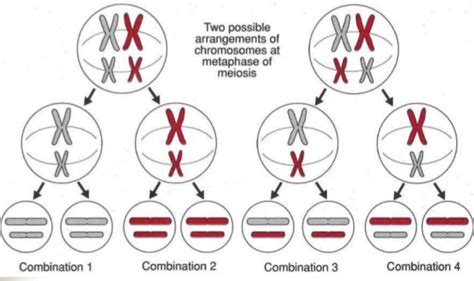 Meiosis Flipped Classroom From Ib And Summer School The Biology Classroom