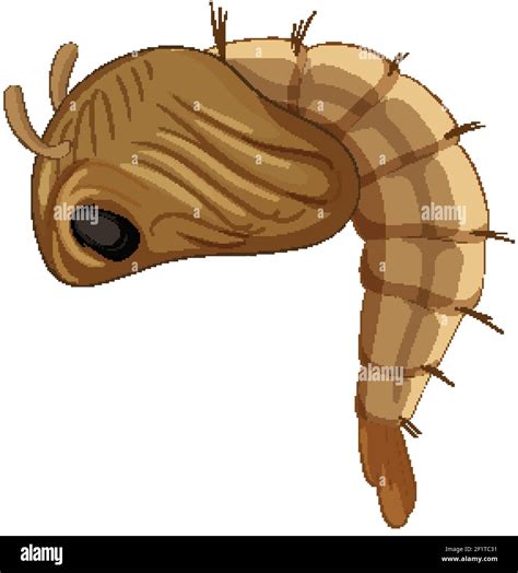 Mosquitoes Pupa
