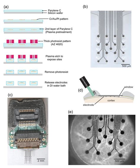 Micro ECoG Array Fabricated On A Transparent Substrate And Chronically Download Scientific
