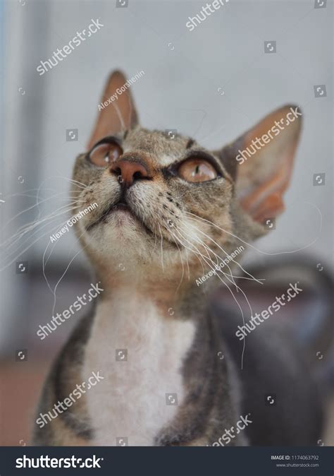 Kitten Naked Cat Stock Photo Shutterstock