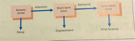 lecture 12 memory 1 flashcards quizlet
