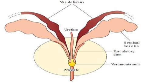 Seminal Vesicle Anatomy Diagram