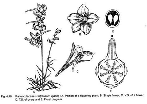 Larkspur Flower Drawing At Getdrawings Free Download