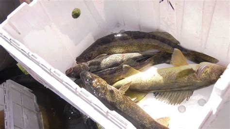 Dnr Adjusts Walleye Regulations On Mille Lacs