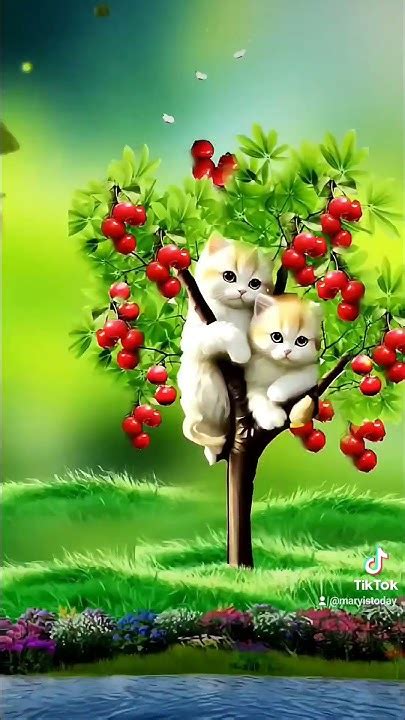 კატა და ფრინველები Youtube