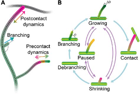 Schematic Of The Agent Based Computational Model A A Cartoon Diagram Download Scientific