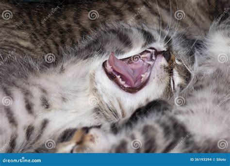 Drowsy Kitten On Wicker Chair Stock Image 83506021