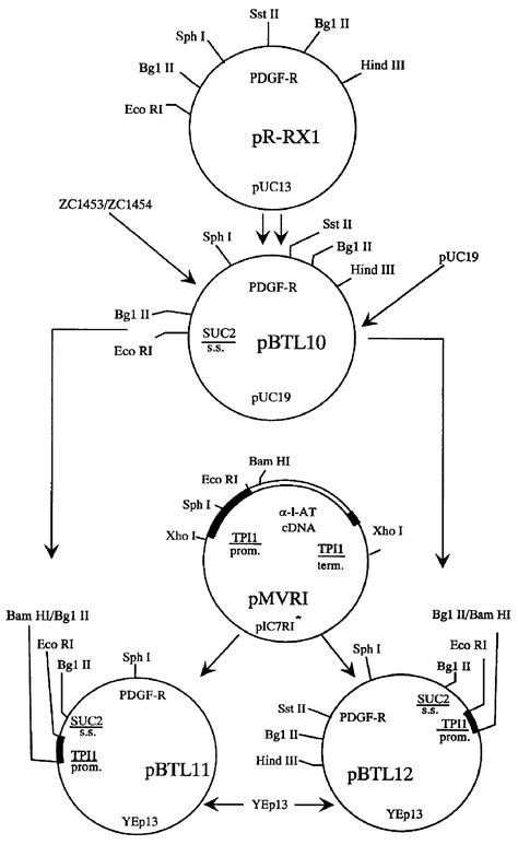 Biologically Active Dimerized And Multimerized Polypeptide Fusions Eureka Patsnap