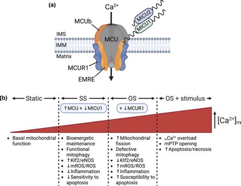 A Schematic Of The Mcu Complex With Its Subunits And A List Of