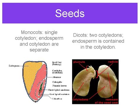 Plant Anatomy Systems And Tissues Plant Structure Root