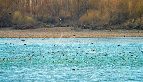 河南济源：春回禽鸟归 黄河湿地万鸟翔集 人民图片网