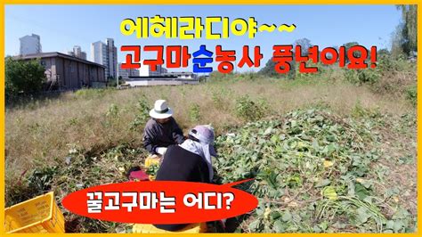 꿀고구마수확고구마순추석 혹시나 했지만 역시나가 된 고구마 폭망 수확기 평창동 아지매 농사여행 Youtube
