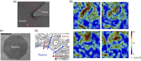 Experimental Observations And Particle Image Velocimetry Piv Analysis Download Scientific