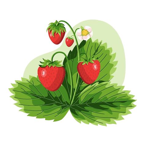 빨간 딸기 딸기 꽃과 녹색 잎 프리미엄 벡터