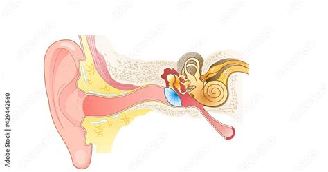 Hearing And Equilibrium Diagram Quizlet
