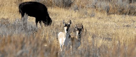 Session Of The Week An Introduction To Multi Species Occupancy Models The Wildlife Society
