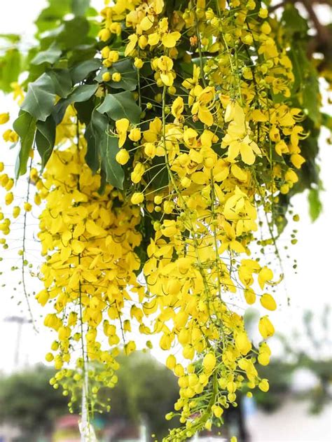 Cassia Fistula Golden Shower Tree Bahava Amaltas Tree Going Greens