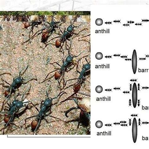 An Illustration Of An Ant Colony Conduct Lines A B C And D Show Download Scientific Diagram
