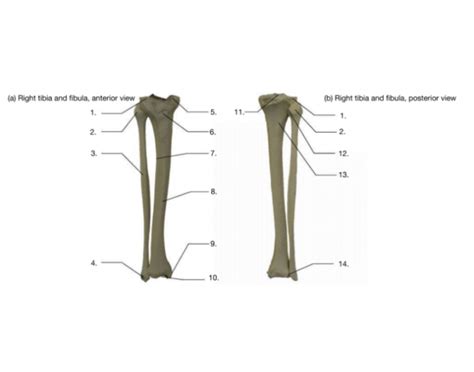 Tibia And Fibula Markings Anatomy 3300 Quiz