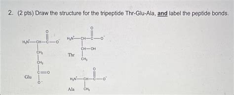 Solved 2 2 Pts Draw The Structure For The Tripeptide