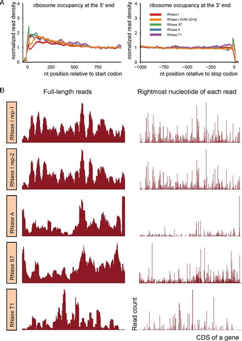 Ribosome Coverage Profiles A Aggregate Ribosome Occupancy Profiles Download Scientific