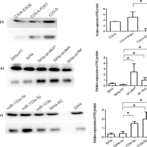 Western Blotting Was Utilized To Detect The Protein Relative Expression