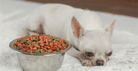 The 10 Most Badass Dog Breeds That Look Tough