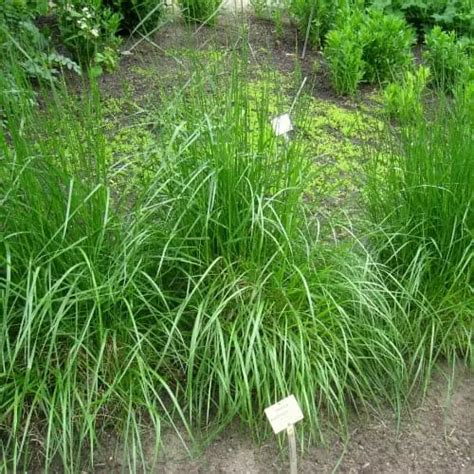 26 Best Drought Tolerant Plants For Oregon Pond Informer