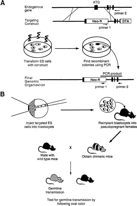 Classical Gene Knockout A Wild Type Allele Targeting Vector And