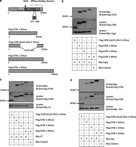 19s Atpases Associate With Amino Acids 132 301 Of The P S T Domain Of Download Scientific