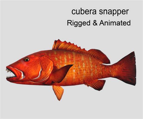 Artstation Cubera Snapper Game Assets