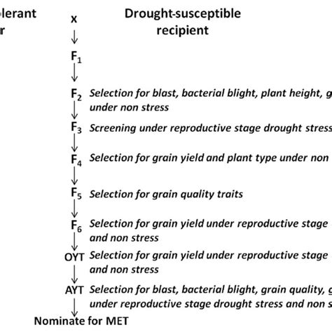 Modified Conventional Breeding Approach Oyt Observational Yield