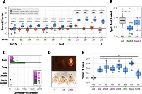 Analysis Of The Reproductive Sex Ratio In Cas And Cas A Transgenic Download Scientific