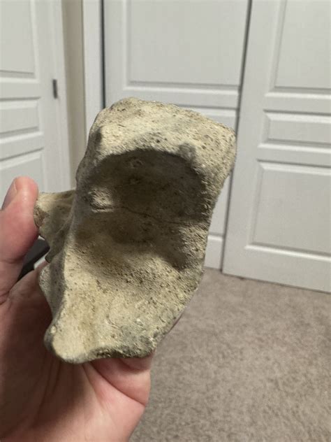 help identifying if this is a fossil fossil id the fossil forum