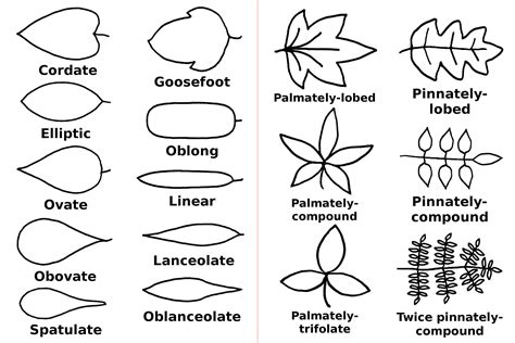 Illustrations Of Leaf Shapes Wildflowers Of Joshua Tree Country