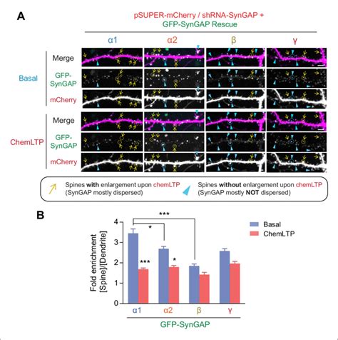 Dispersion Dynamics Of Various Syngap Isoforms From Synaptic Spines Download Scientific Diagram