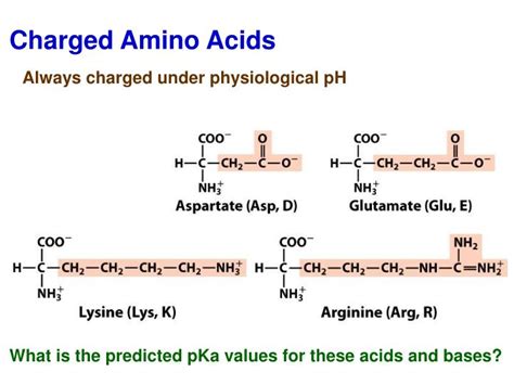 Structure Of Amino Acids At Physiological Ph At Tillie Burrell Blog