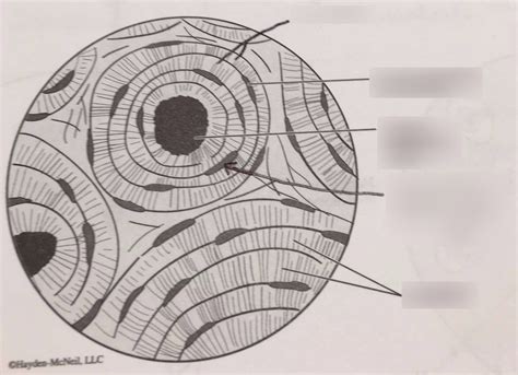 Compact Bone Diagram Quizlet
