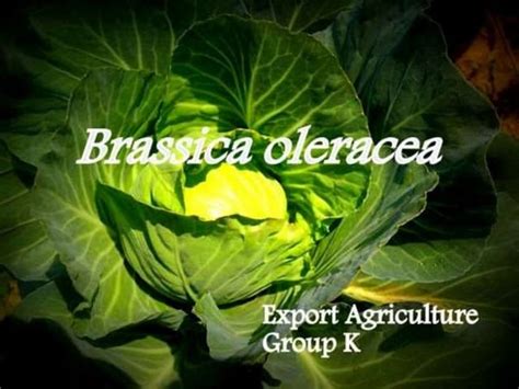 Propagation Of Pineapplepptxxxxxxx Pineappleeee Pptx