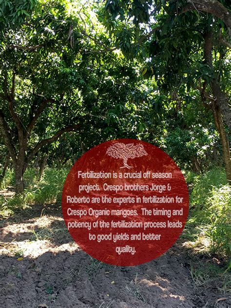 Behind The Season Under The Mango Tree