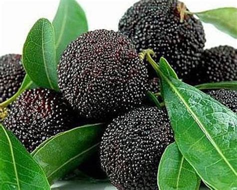 大叶杨梅大叶水杨梅大叶枸骨第9页大山谷图库