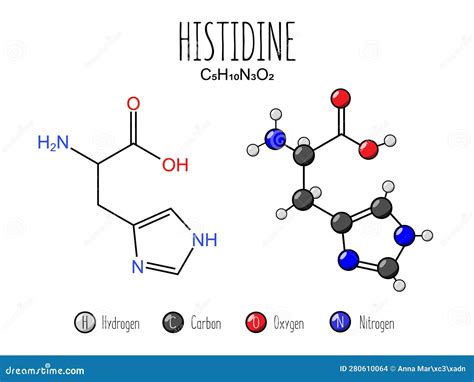 Histidine Amino Acid Representation Stock Vector Illustration Of