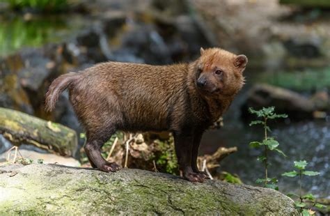 “bush Dog The Unexplored Mystery Of The Animal Kingdom” New And Tips