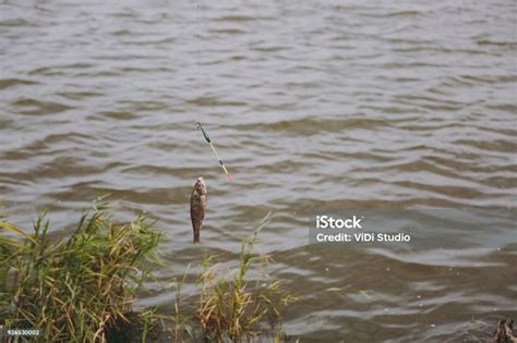 물 갈 대 배경에 호수에 낚시 대에서 훅에 잡힌 꺼내 잡은 물고기를 닫습니다 라이프 스타일 레크리에이션 어 부 레저 개념입니다 광고에 대 한 공간을 복사 합니다 경관에 대한