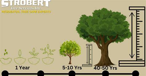 How Long Does It Take For A Tree To Grow Strobert Tree Services
