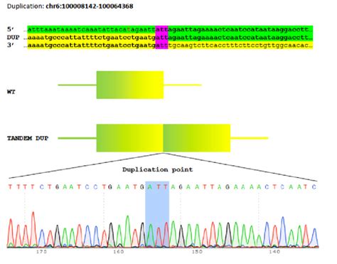 Visualization Of The Breakpoint Of The New 56 2 Kb Tandem Duplication Download Scientific